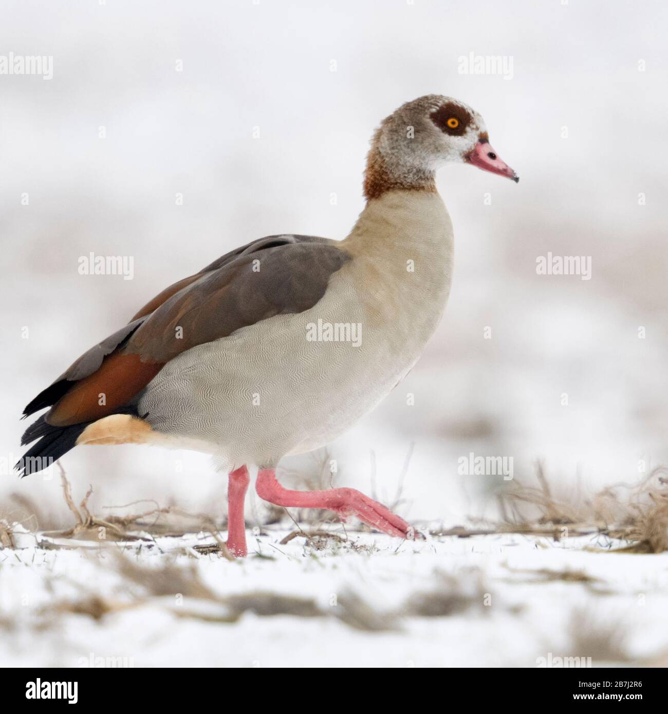Egyptian Goose / Nilgans (Alopochen aegyptiacus), invasive species in ...