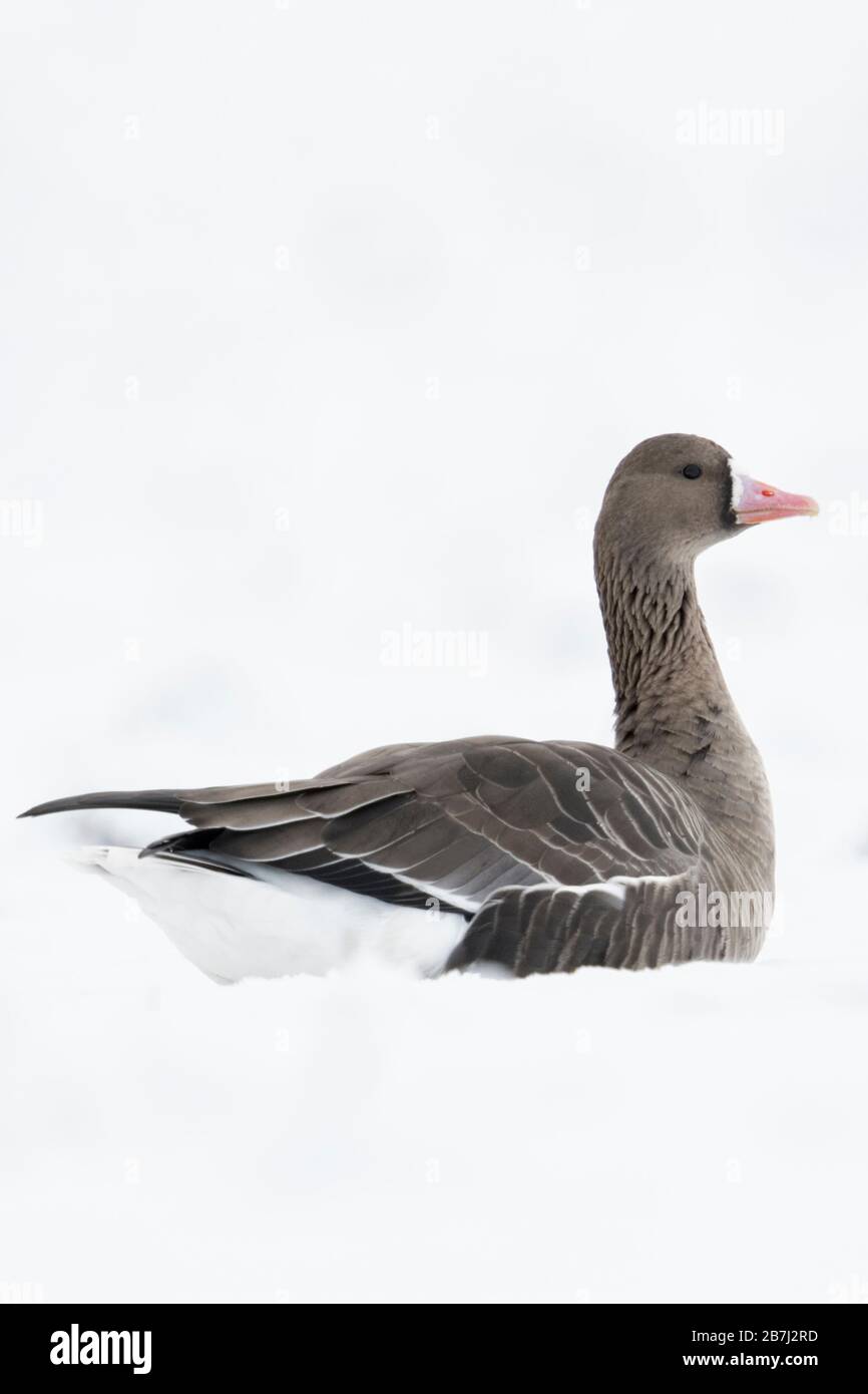 Eurasian white fronted goose hi-res stock photography and images - Alamy