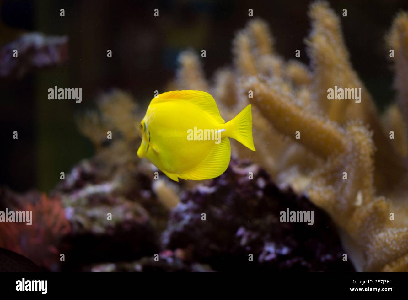 The yellow tang (Zebrasoma flavescens), salt water yellow aquarium fish ...