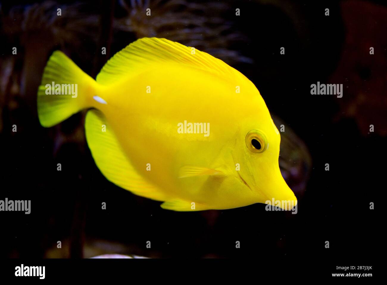 The yellow tang (Zebrasoma flavescens), salt water yellow aquarium fish ...