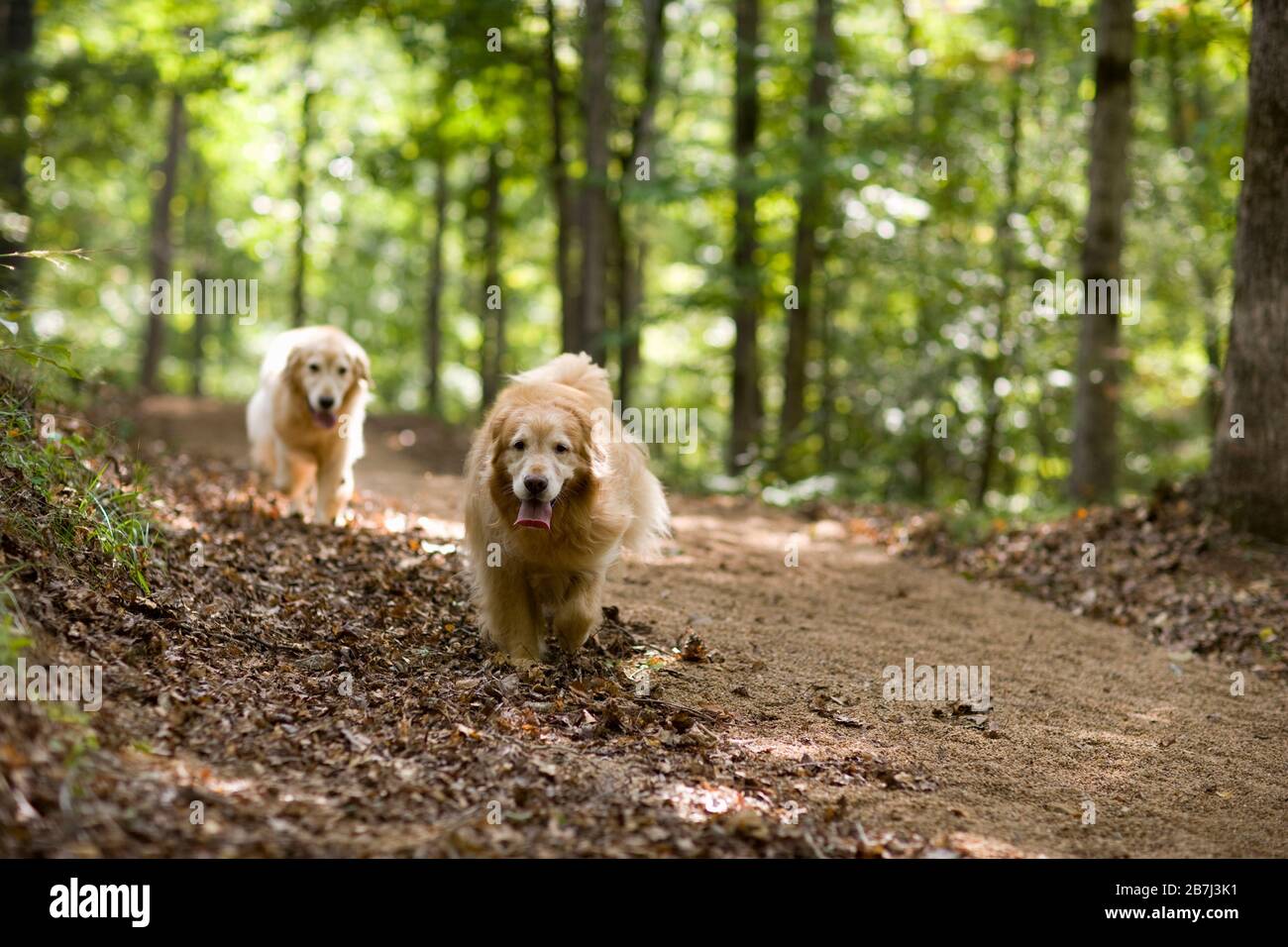 Two dogs in the woods Stock Photo - Alamy