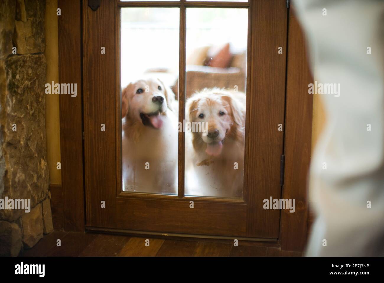 Two dogs waiting at door hi-res stock photography and images - Alamy