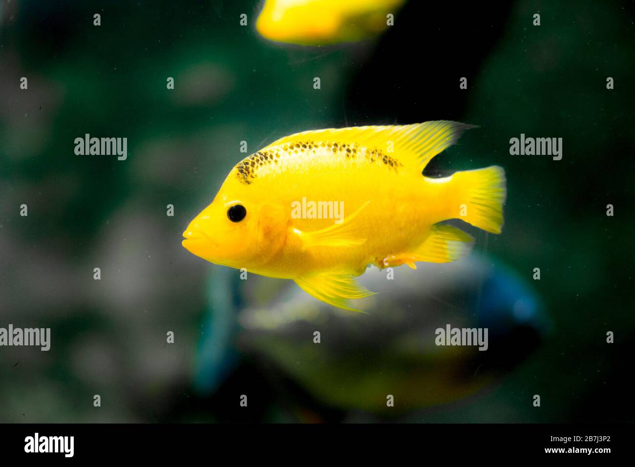 Midas cichlid in aquarium, Amphilophus citrinellus from America Stock ...