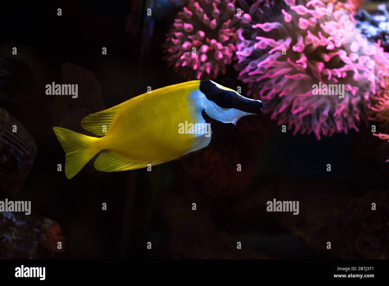 The foxface rabbitfish (Siganus vulpinus). Tropical marine aquarium ...