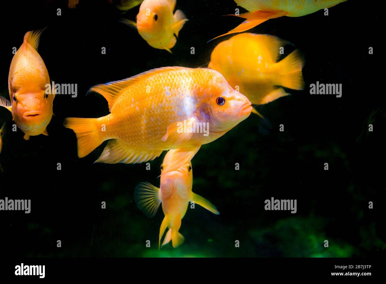 Midas cichlid in aquarium, Amphilophus citrinellus from America Stock Photo - Alamy