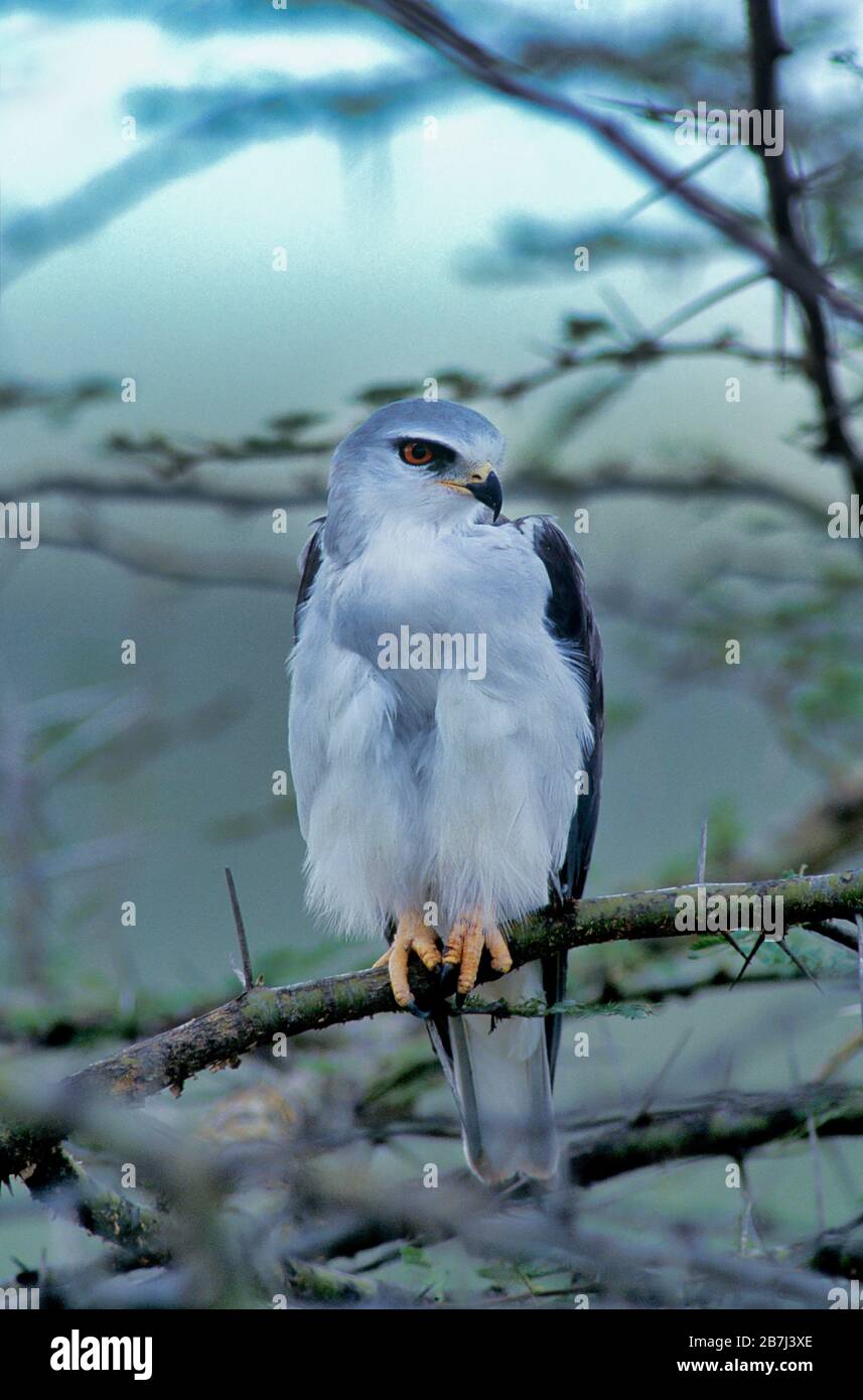 The black shouldered kite elanus axillaris hi-res stock photography and ...