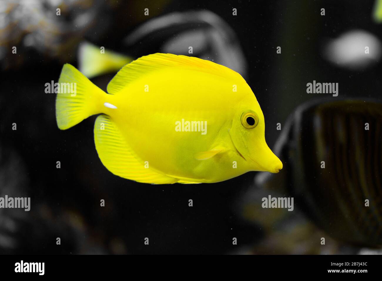 The yellow tang (Zebrasoma flavescens), salt water yellow aquarium fish ...