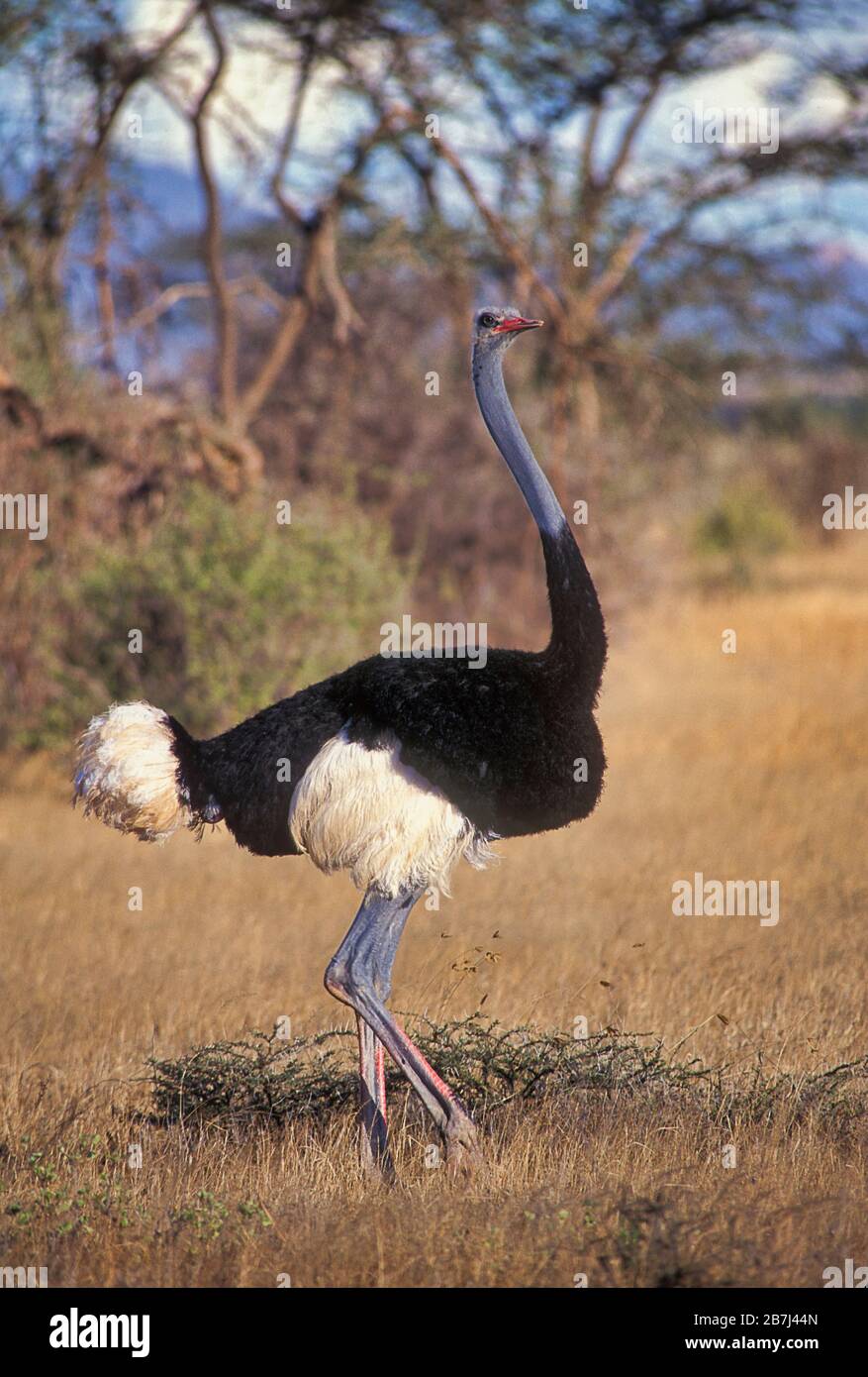Somali Ostrich, Male, Struthio molybdophanes, Kenya, Africa, blue ...