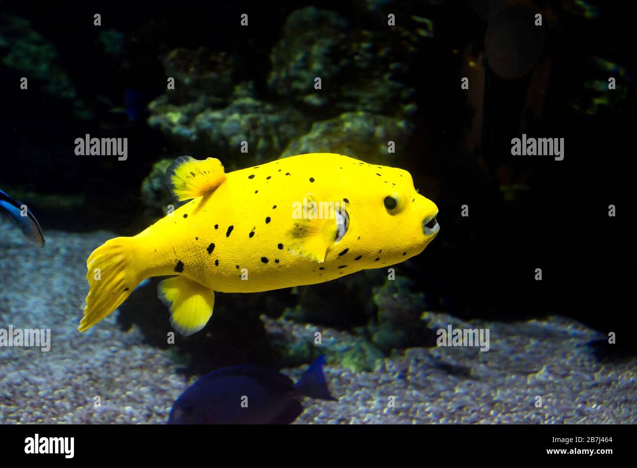The blackspotted puffer (Arothron nigropunctatus). The dog-faced puffer ...