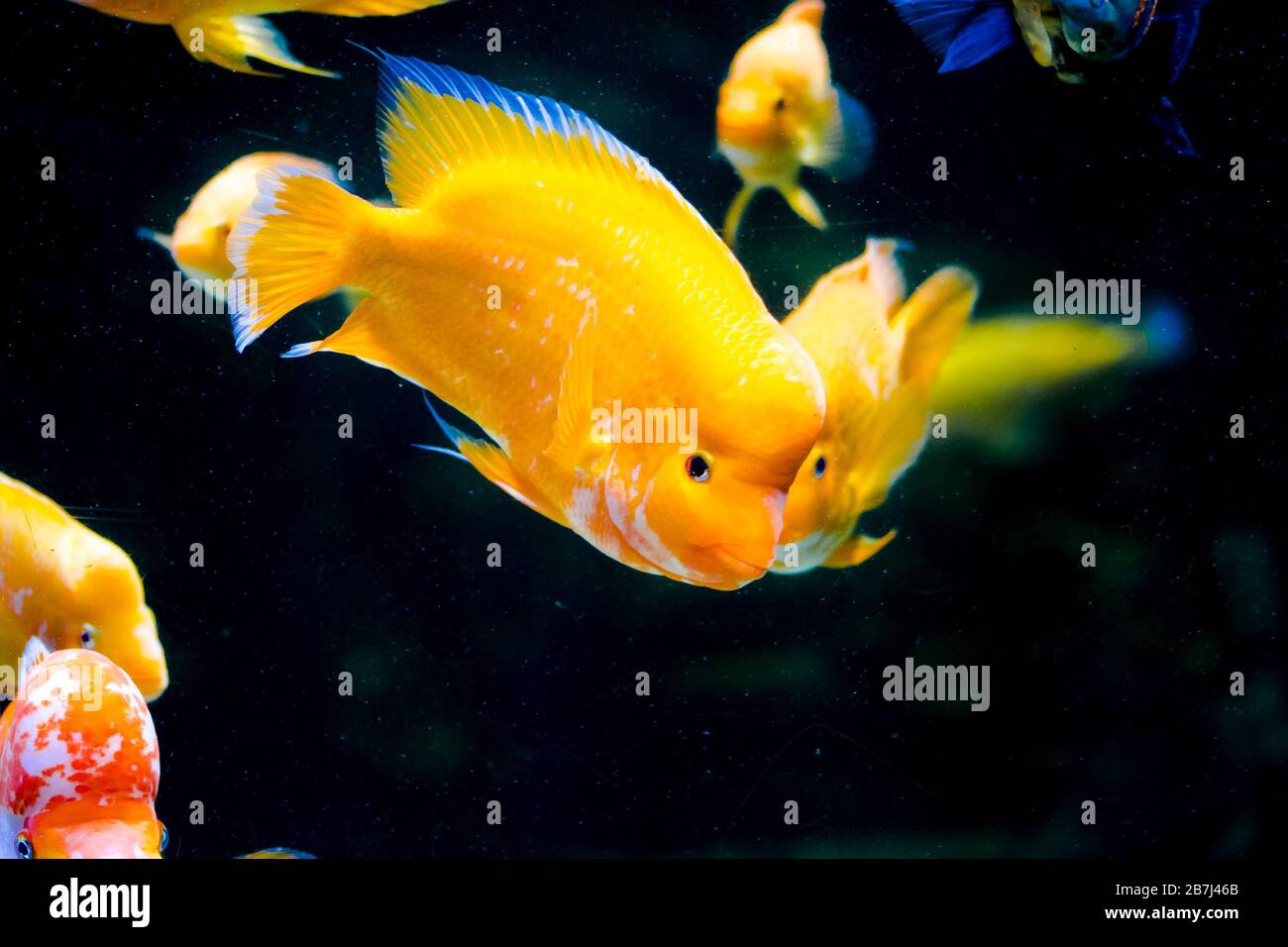Midas cichlid in aquarium, Amphilophus citrinellus from America Stock Photo - Alamy