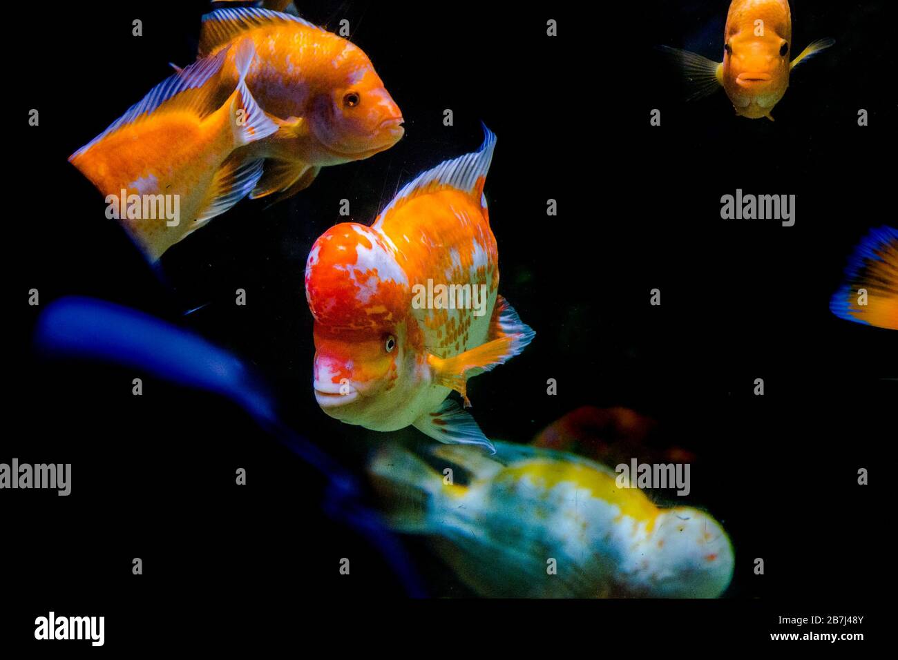 Midas cichlid in aquarium, Amphilophus citrinellus from America Stock ...