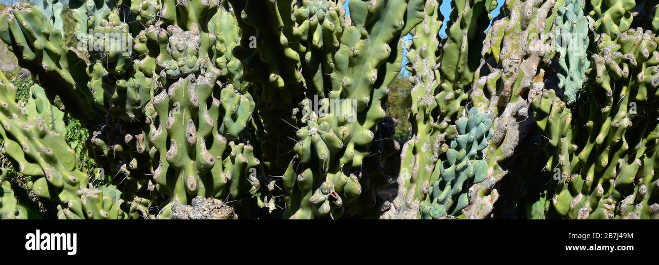 Cereus peruvianus hi-res stock photography and images - Alamy