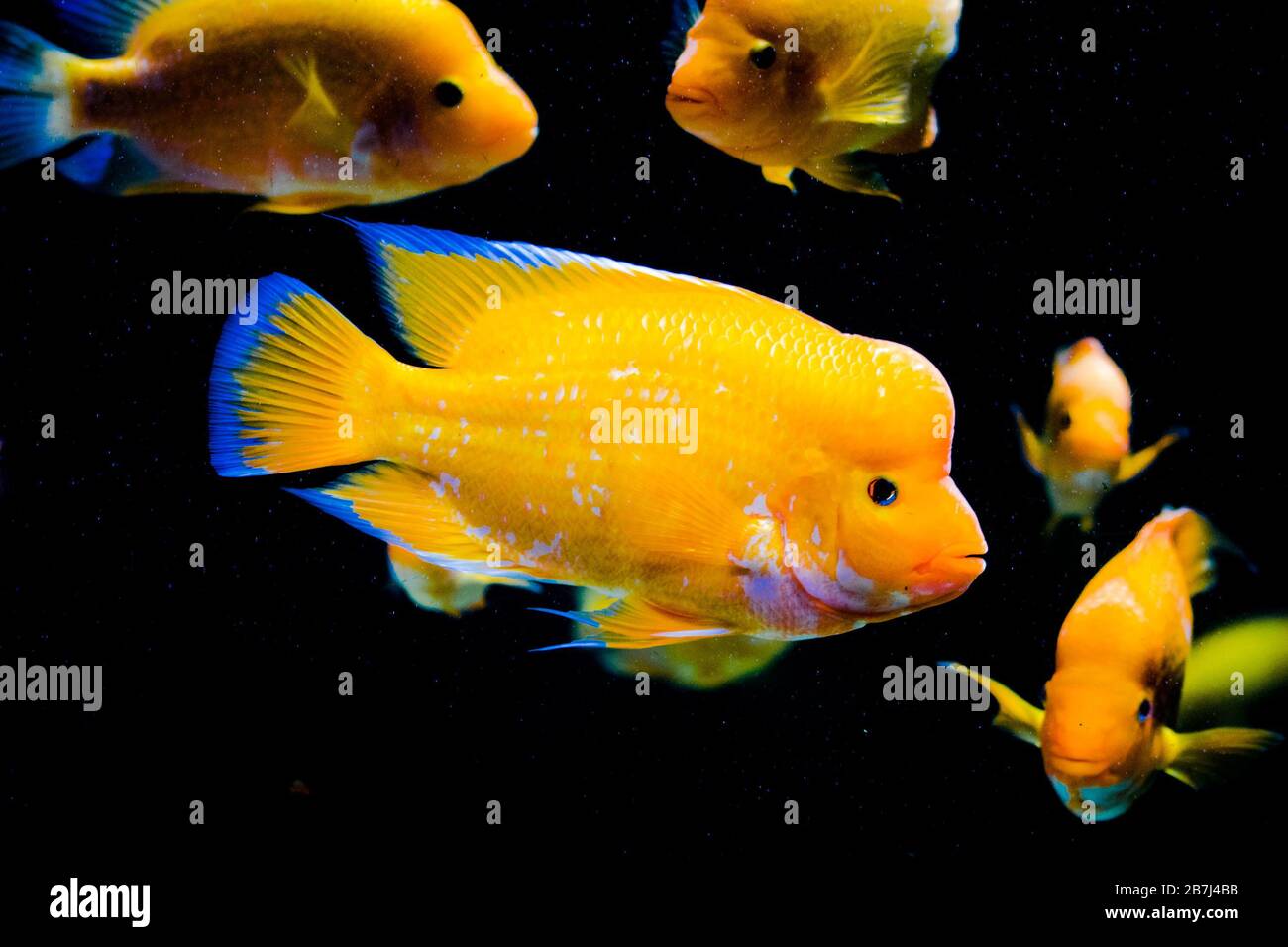 Midas cichlid in aquarium, Amphilophus citrinellus from America Stock ...