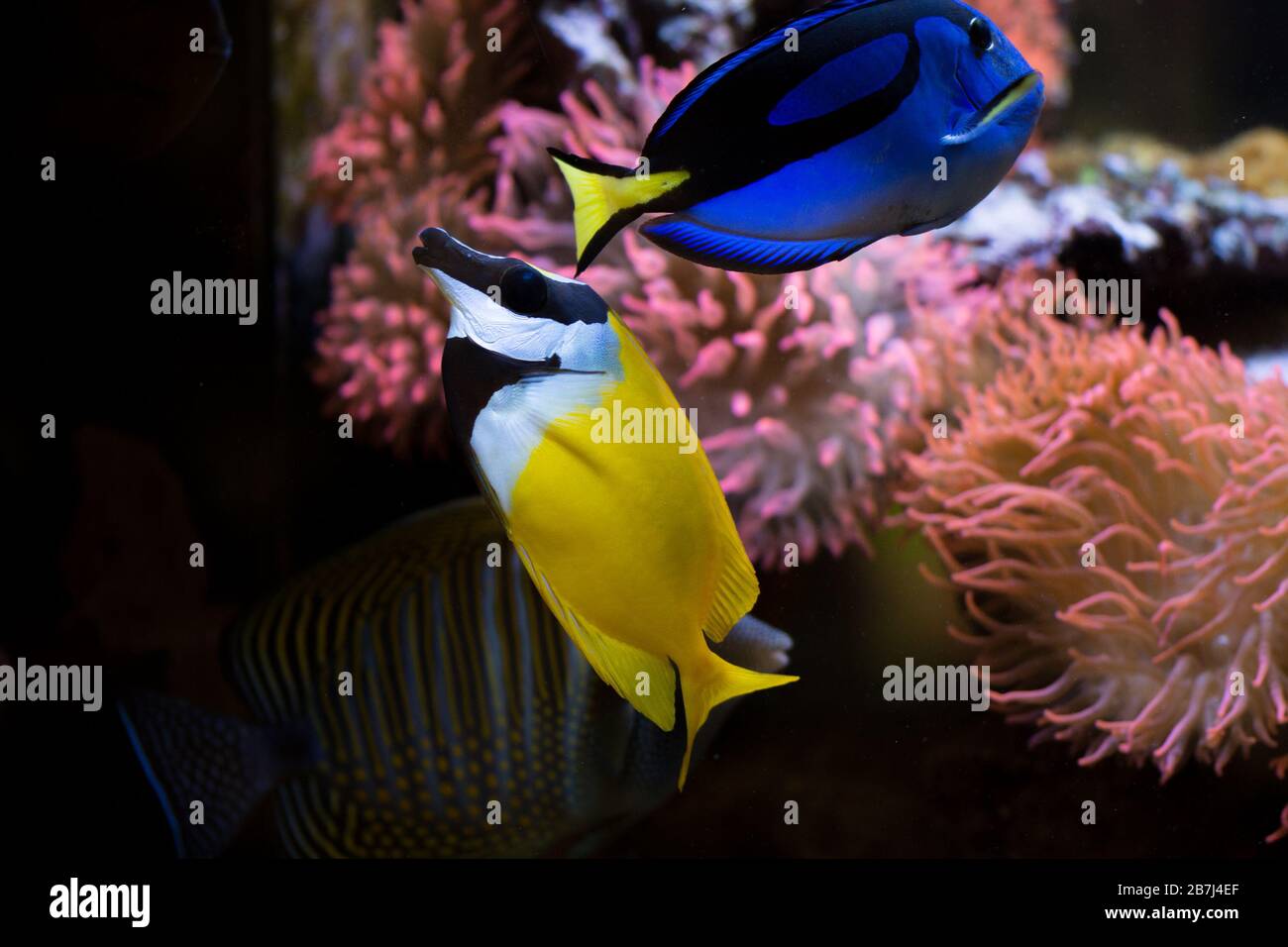The foxface rabbitfish (Siganus vulpinus). Tropical marine aquarium ...