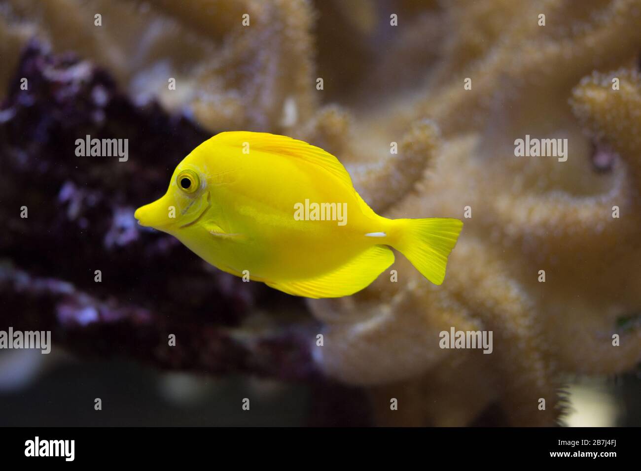 The yellow tang (Zebrasoma flavescens), salt water yellow aquarium fish ...