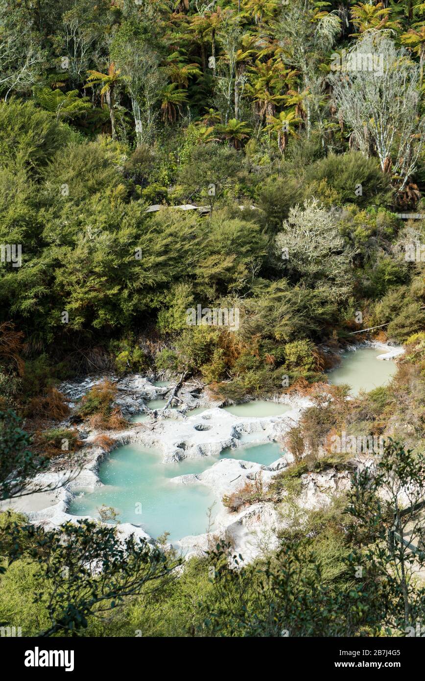 Looking down on boiling hot thermal pools at Orakei Koraki Geothermal ...