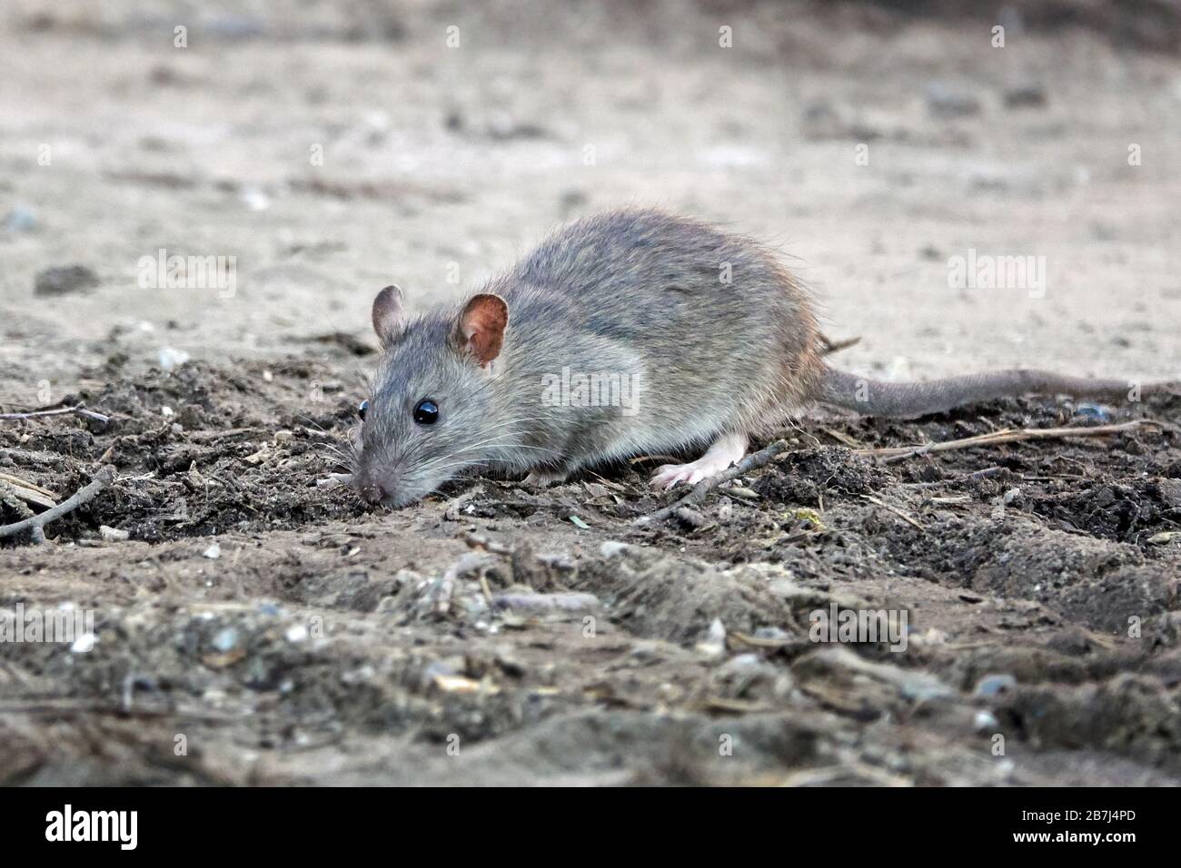 Brown rat in the capital of Denmark, Copenhagen Stock Photo - Alamy