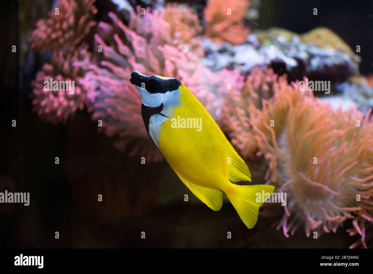 The foxface rabbitfish (Siganus vulpinus). Tropical marine aquarium ...