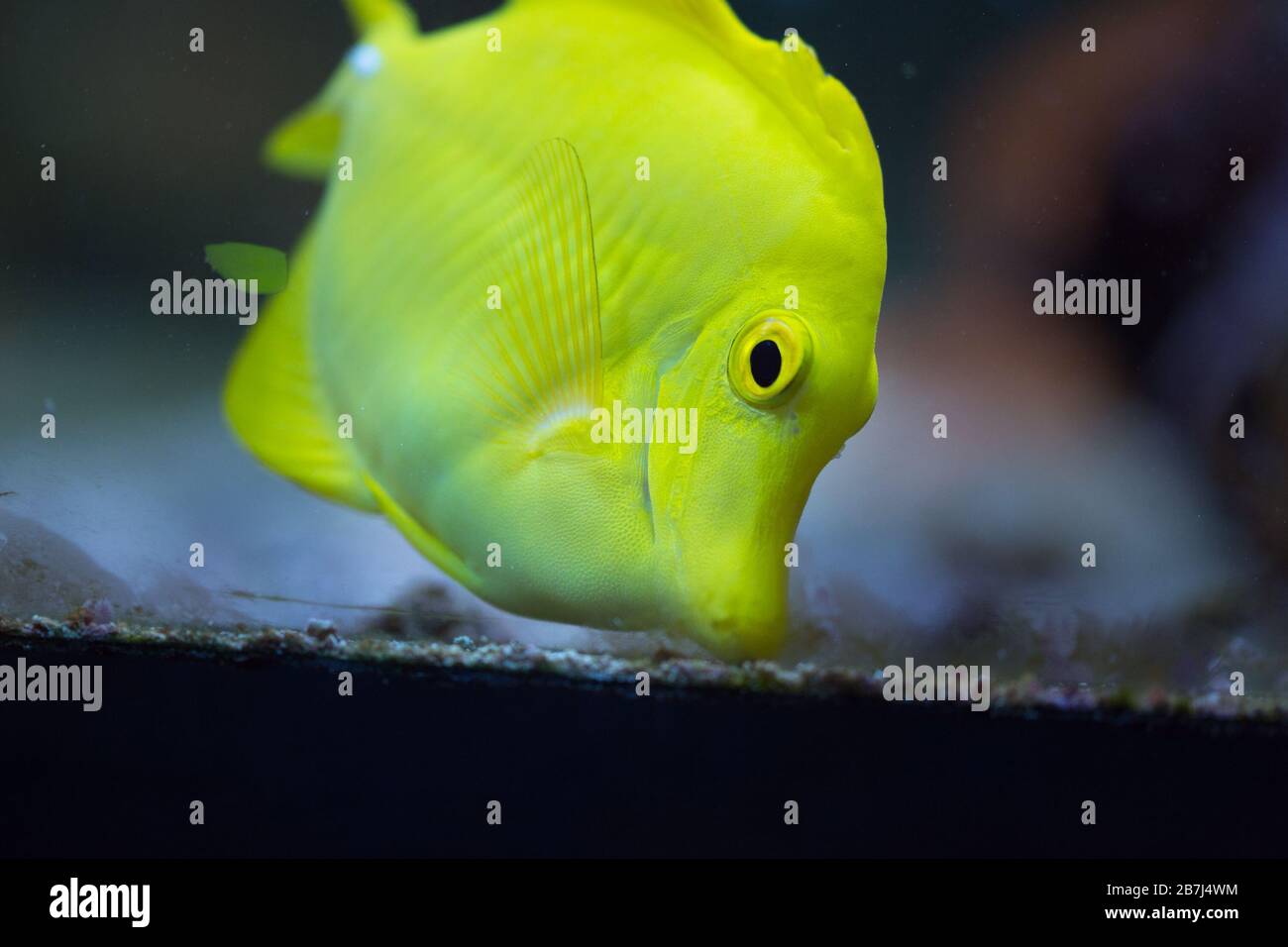 The yellow tang (Zebrasoma flavescens), salt water yellow aquarium fish ...