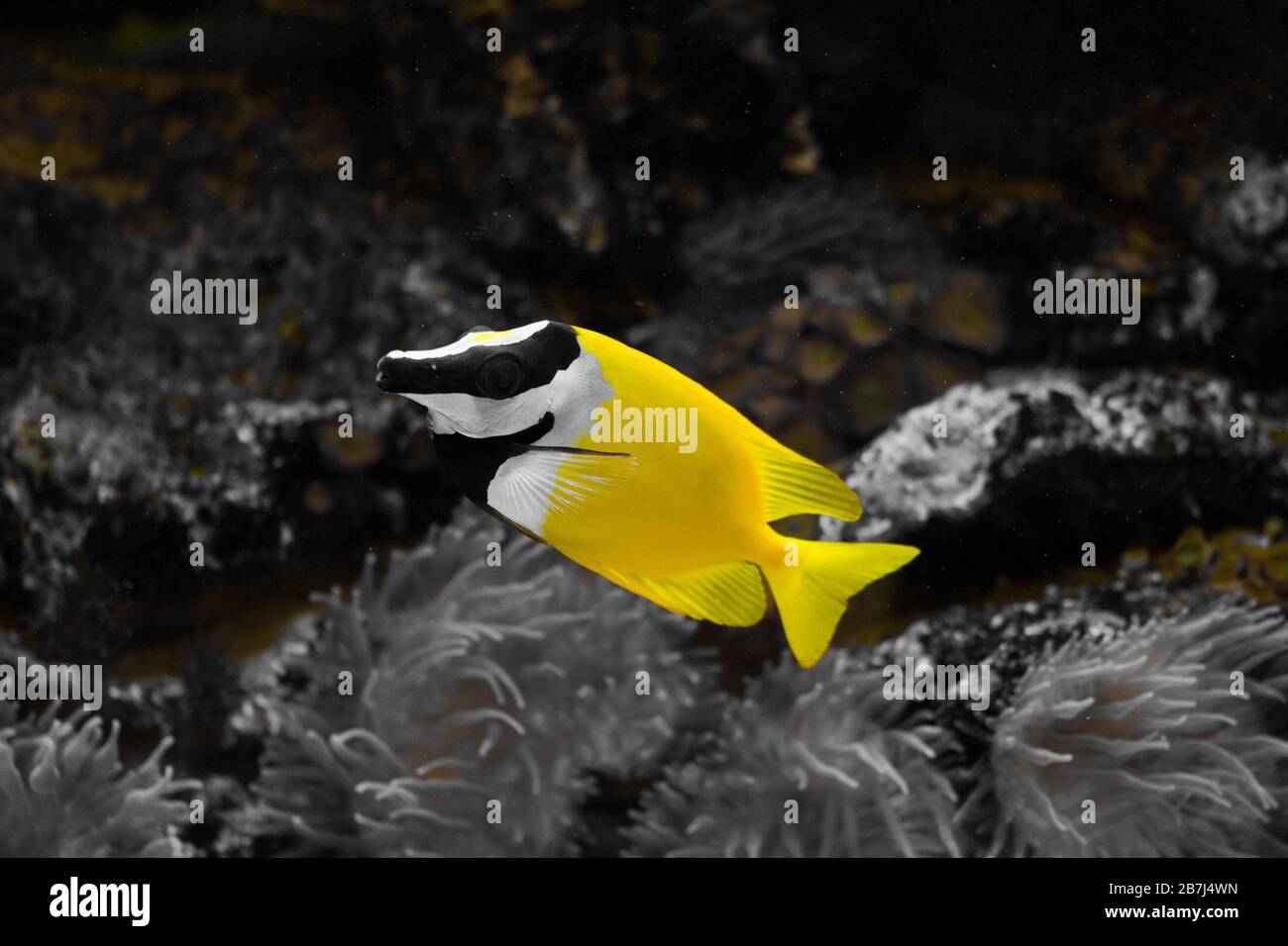 The foxface rabbitfish (Siganus vulpinus). Tropical marine aquarium ...