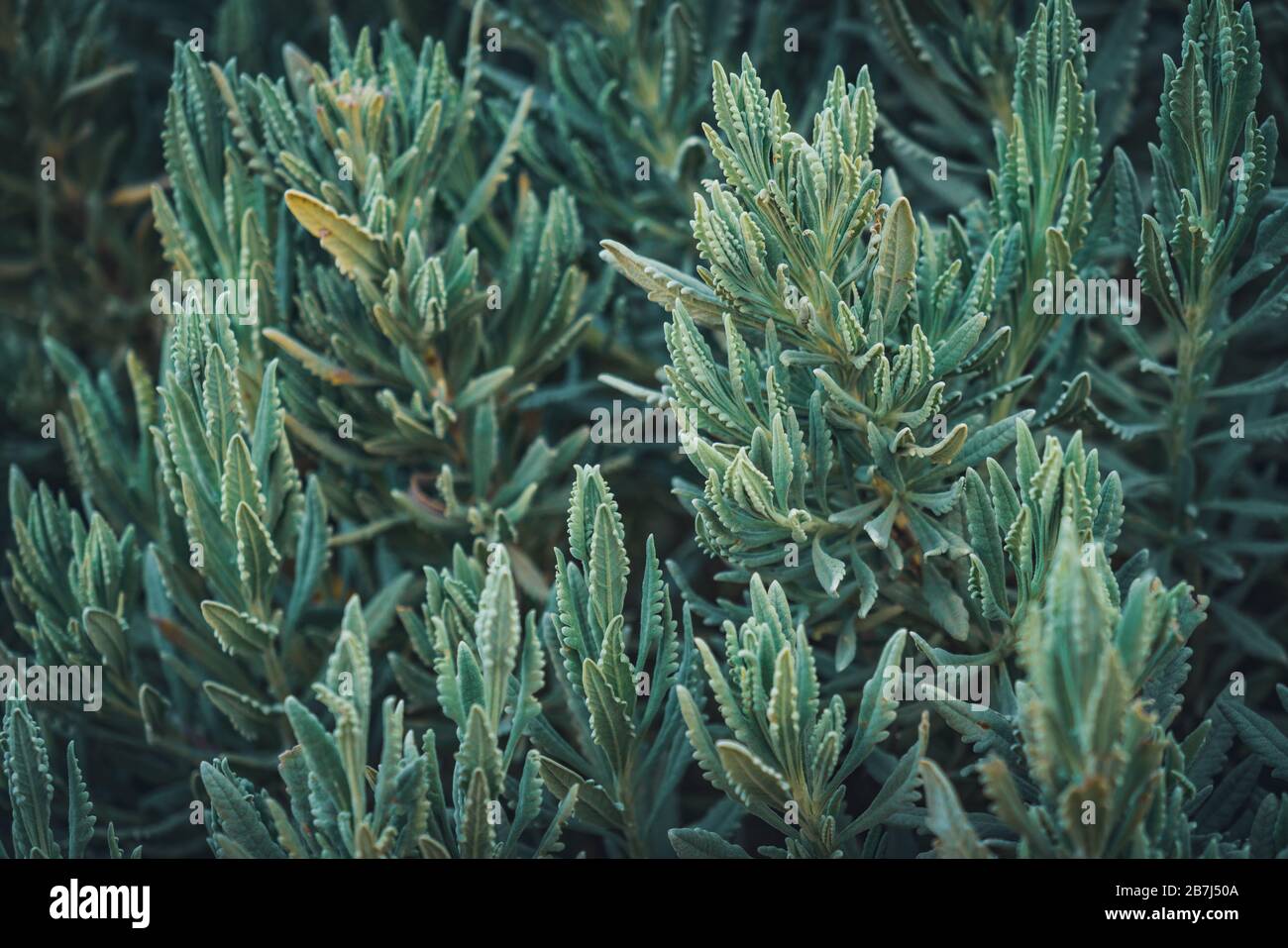 Lush branches of Lavandula Heterophylla, commonly known as Sweet ...