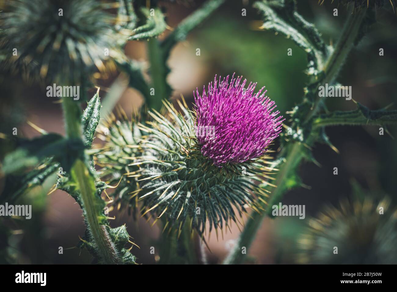 Purple prickles hi-res stock photography and images - Alamy