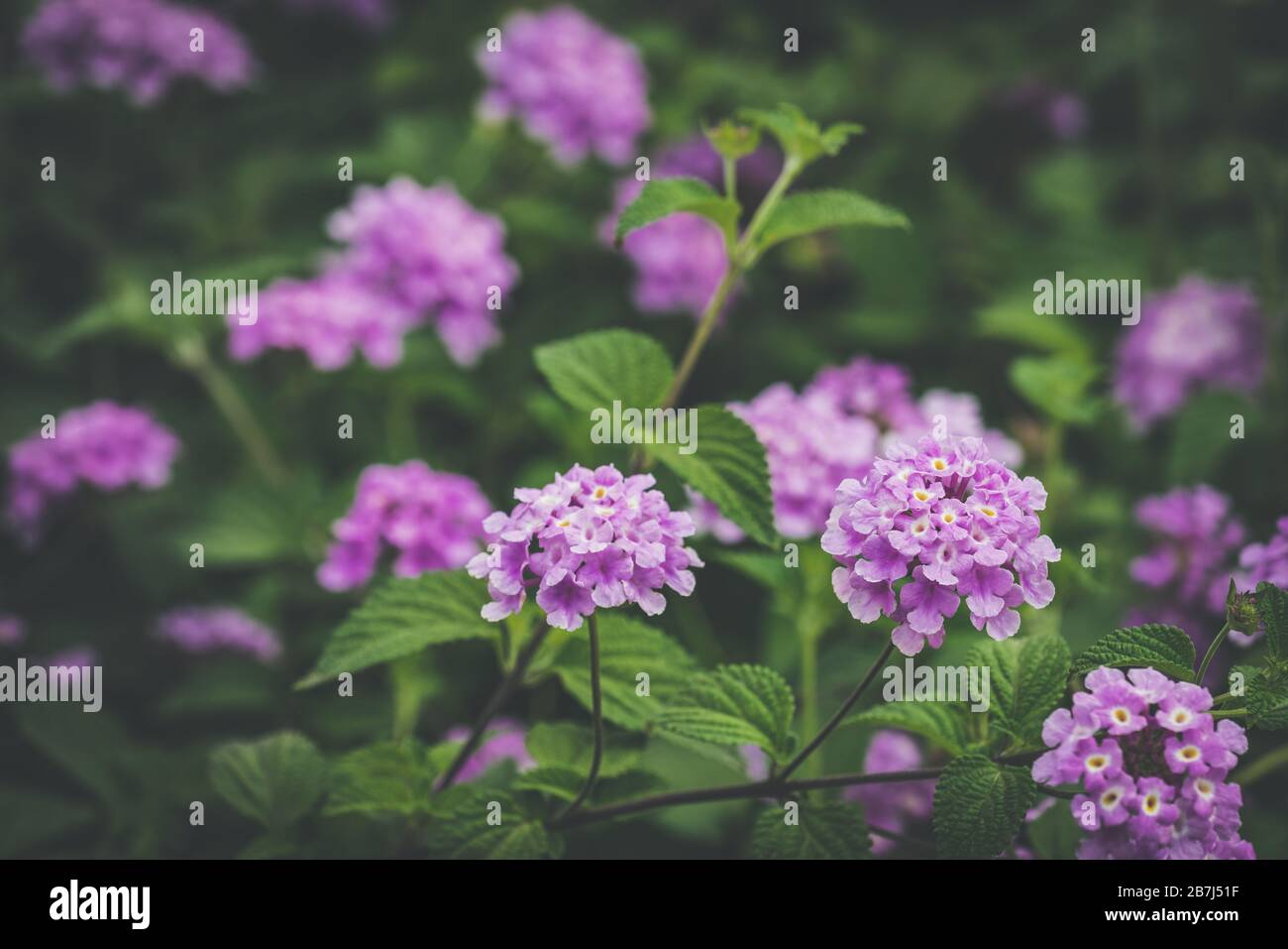 Umbelanterna flowers also known as Lantana camara plant, Wild sage, Big ...