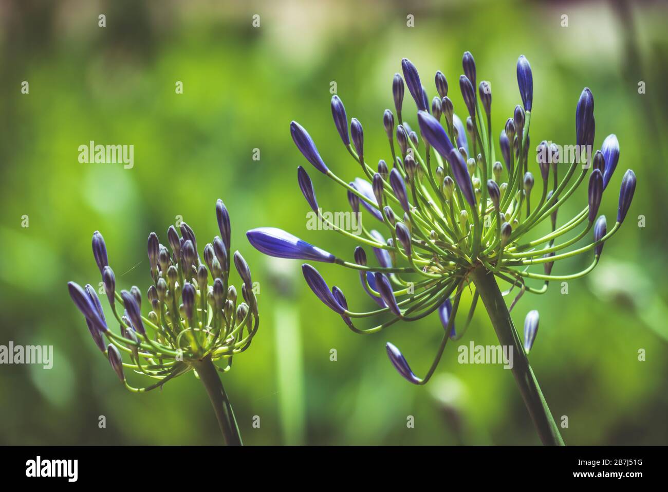 Purple pre-bloom flowers of Agapanthus or African lily Stock Photo - Alamy