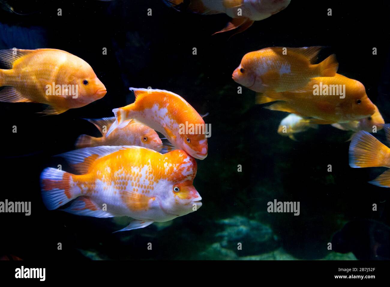 Midas cichlid in aquarium, Amphilophus citrinellus from America Stock Photo - Alamy