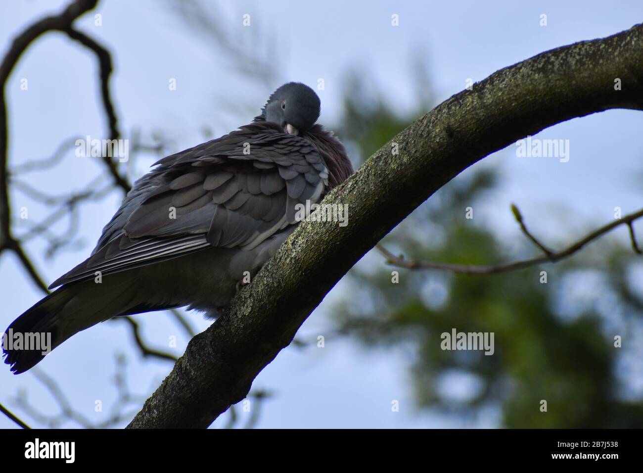 A close up of a Pigeon cleaning itself on a tree branch. Hygiene ...