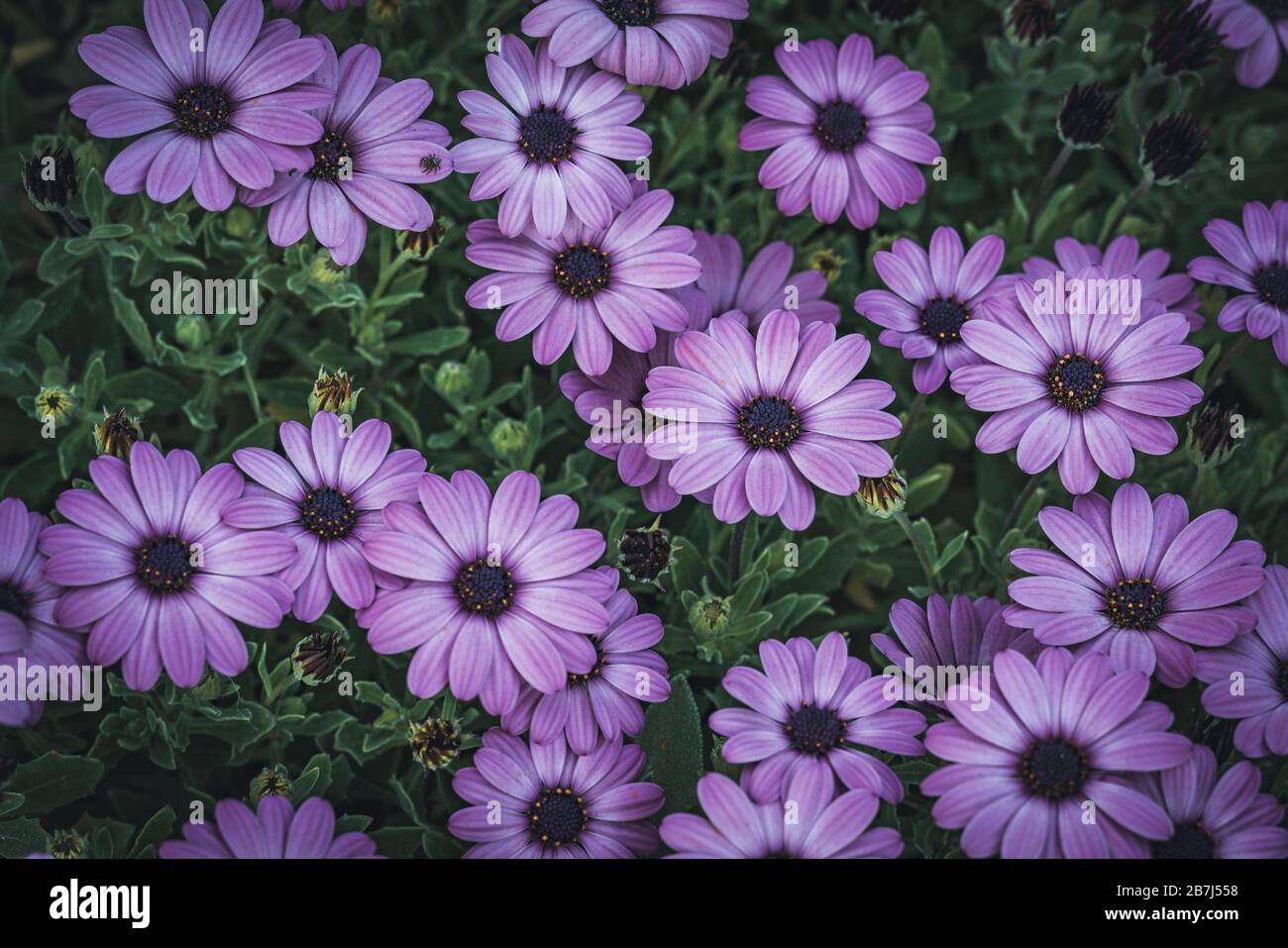 Flowers of Osteospermum 'Soprano Purple' commonly known as African ...