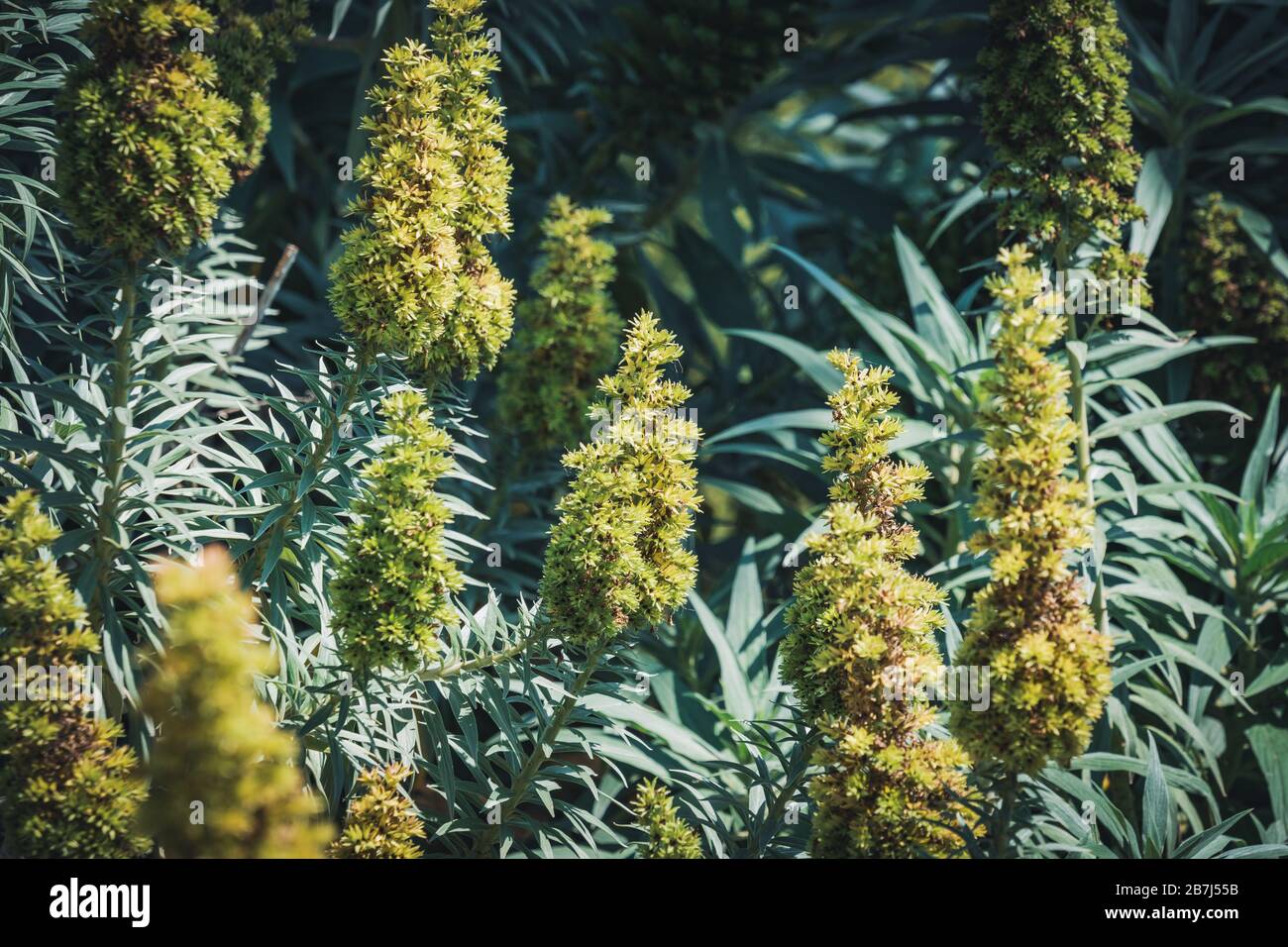 Conical flower spikes of Echium candicans commonly known as Pride of ...