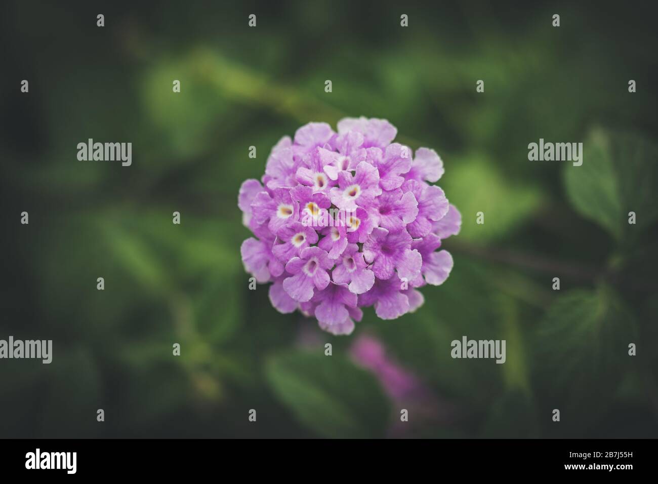 Umbelanterna flower also known as Lantana camara plant, Wild sage, Big ...