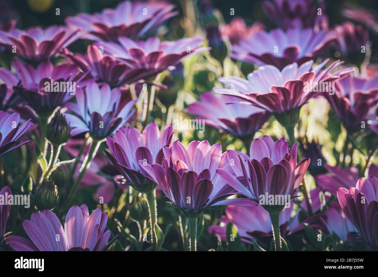 Flowers of Osteospermum 'Soprano Purple' commonly known as African ... Flowers of Osteospermum 'Soprano Purple' commonly known as African ...