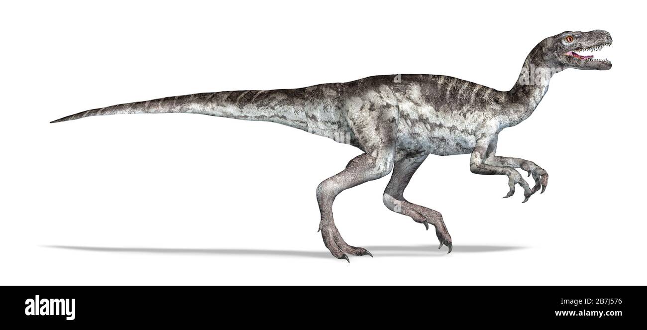 Herrerasaurus dinosaur, photorealistic 3d illustration, on white ...