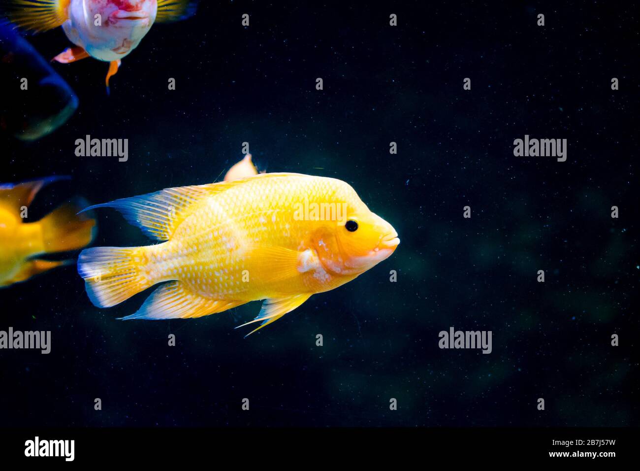 Midas cichlid in aquarium, Amphilophus citrinellus from America Stock ...