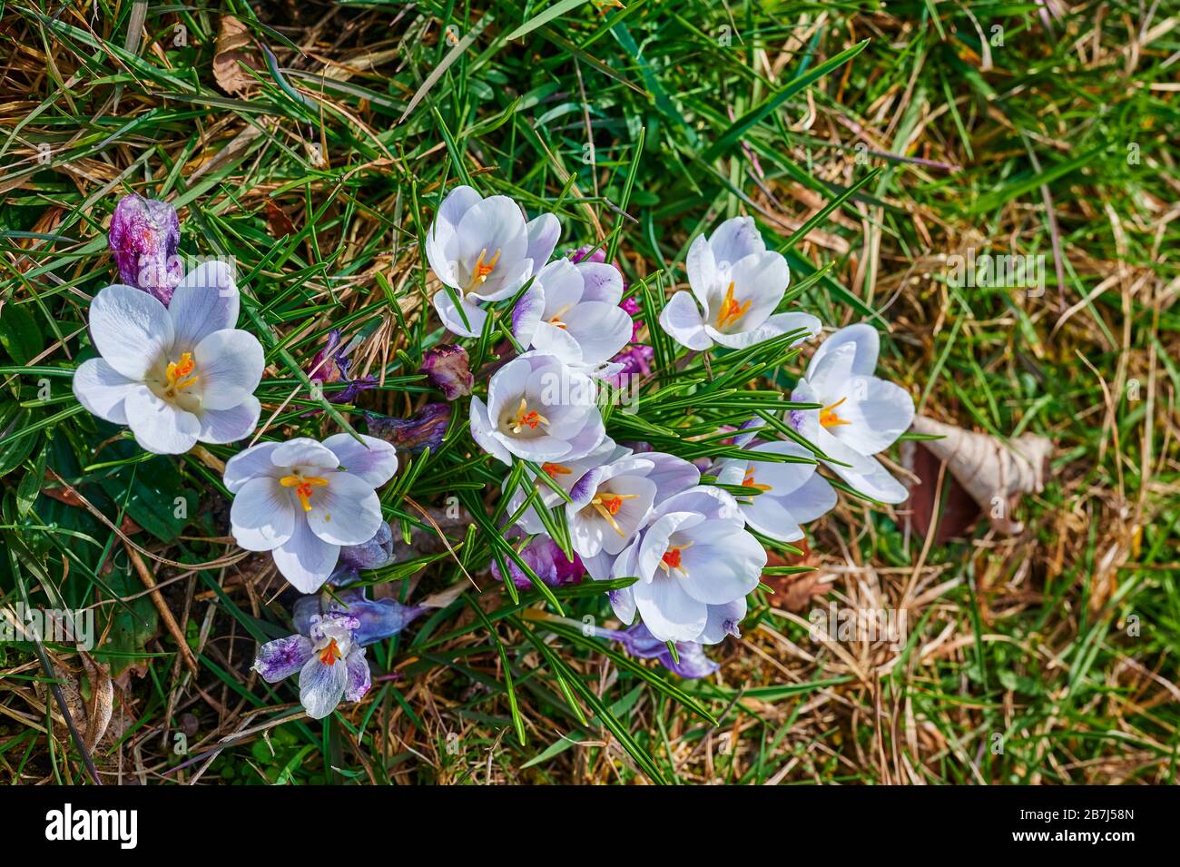 The first crocuses a year that break through the grass and whose flowers shine in the sunlight ...