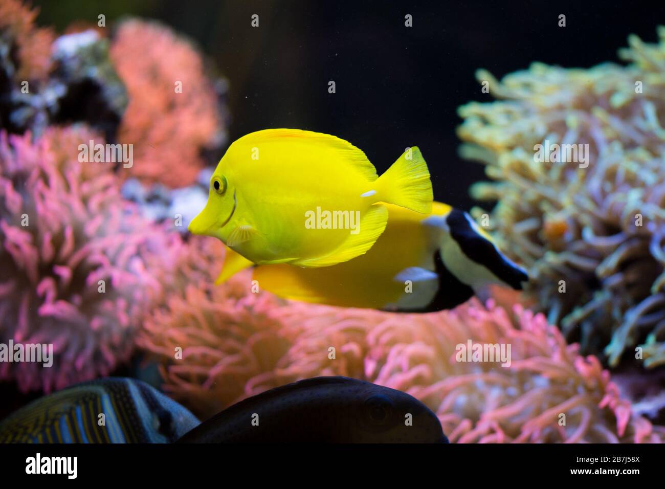 The yellow tang (Zebrasoma flavescens), salt water yellow aquarium fish ...