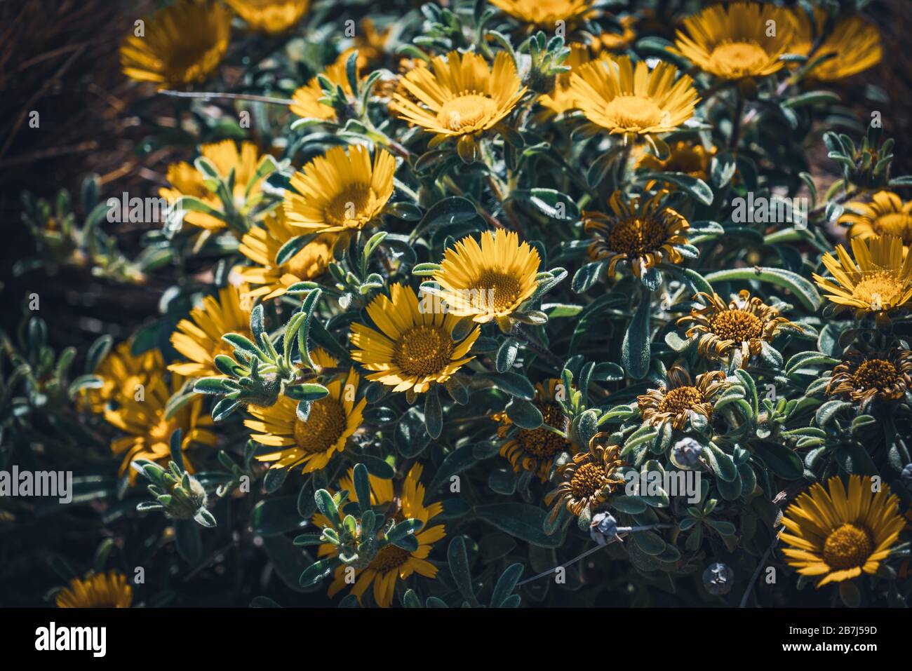 Beach daisy hi-res stock photography and images - Alamy