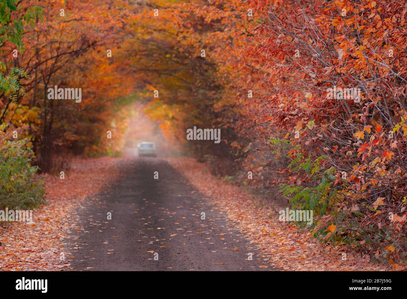 Beautiful road, car, trees in autumn forest at sunset. Trees with ...