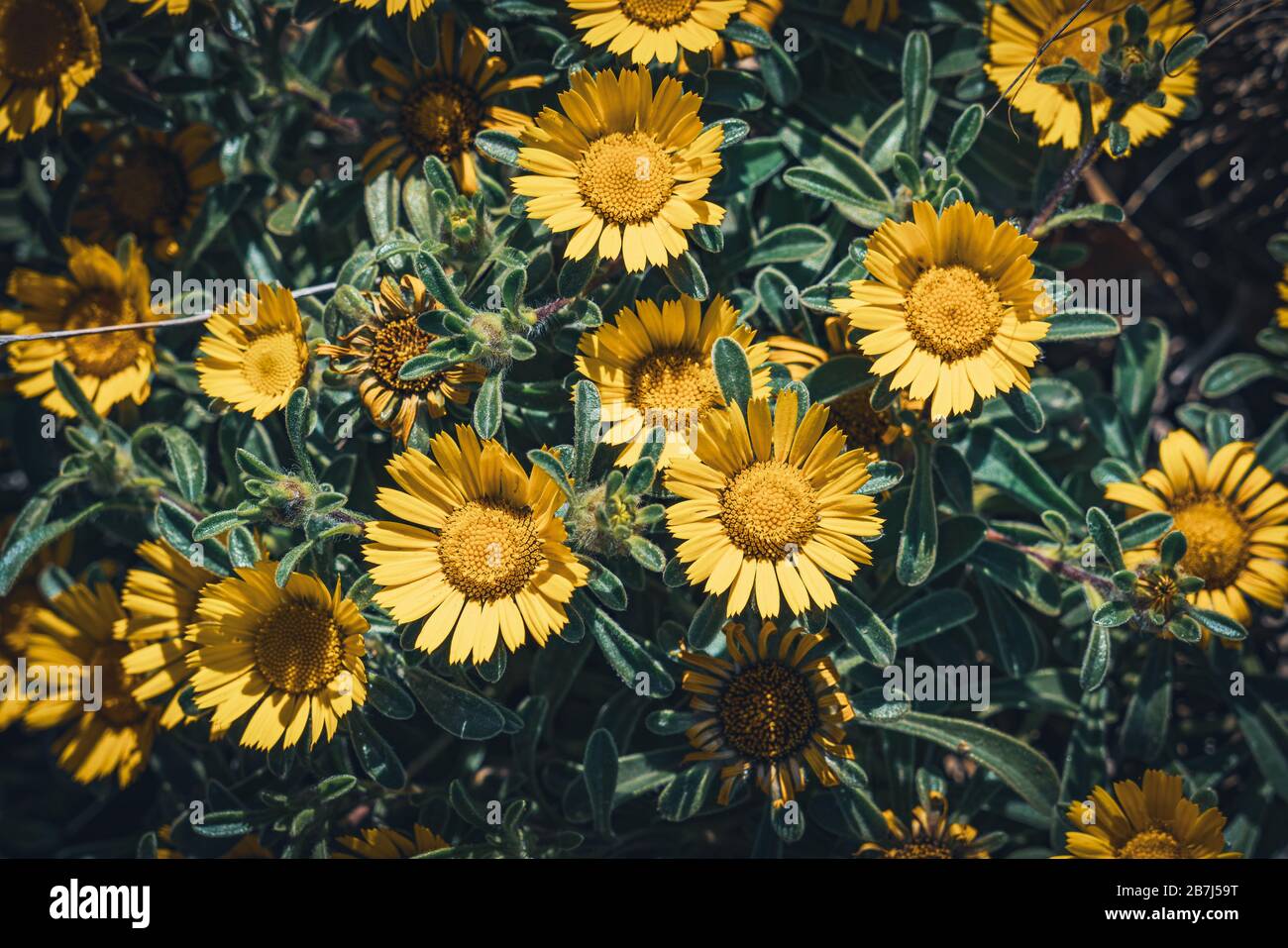 Yellow flowers of Asteriscus maritimus commonly known as Compact gold ...