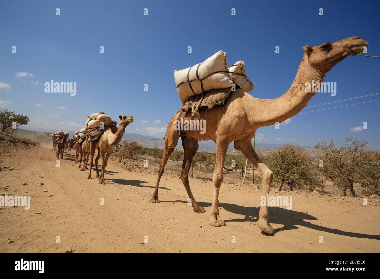Afar camel hi-res stock photography and images - Alamy