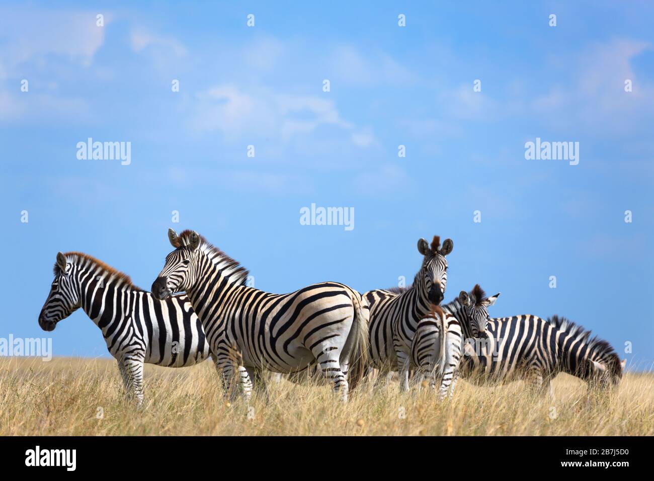 Zebra migration in botswana hi-res stock photography and images - Alamy