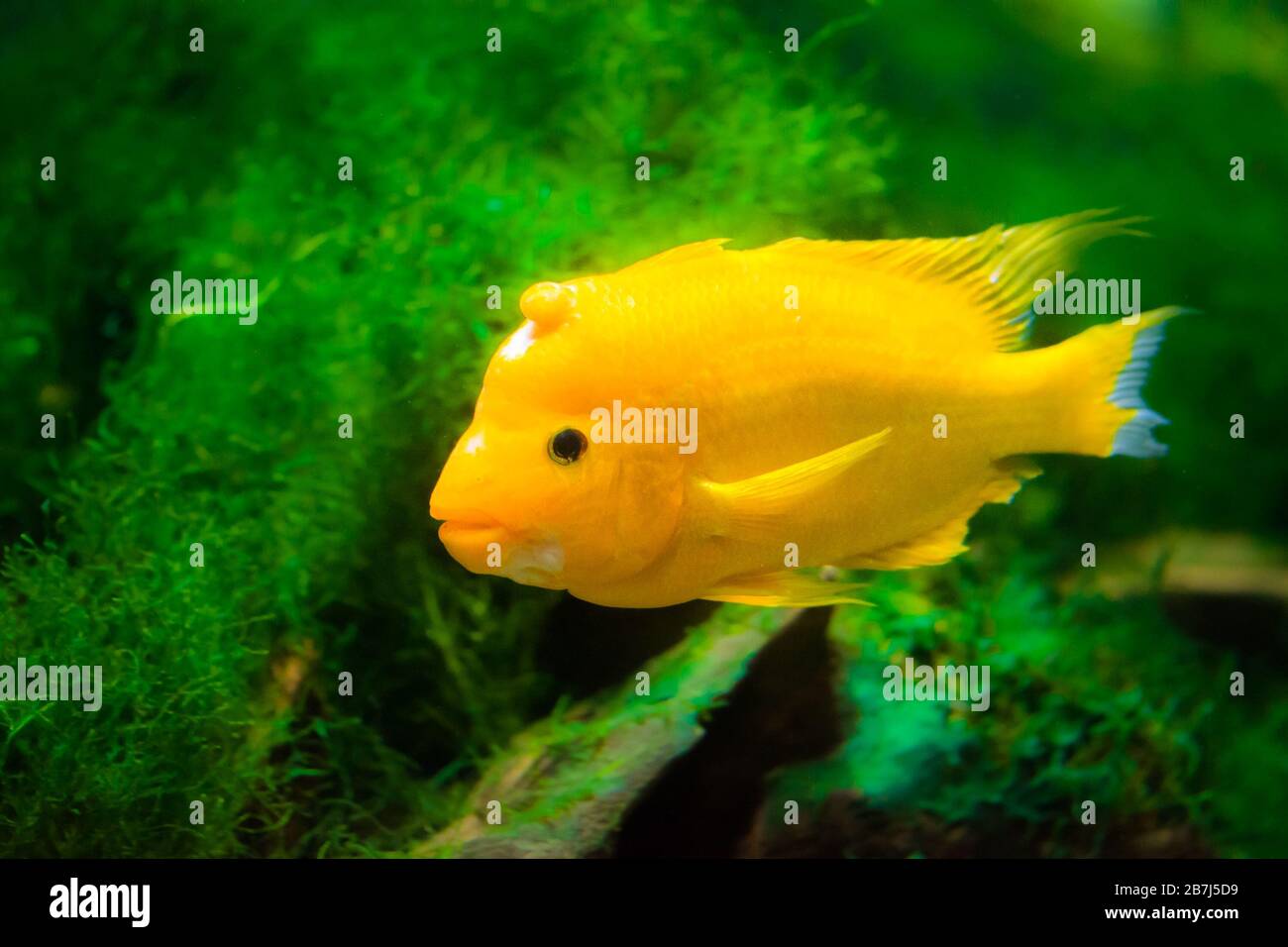 Midas cichlid in aquarium, Amphilophus citrinellus from America Stock ...