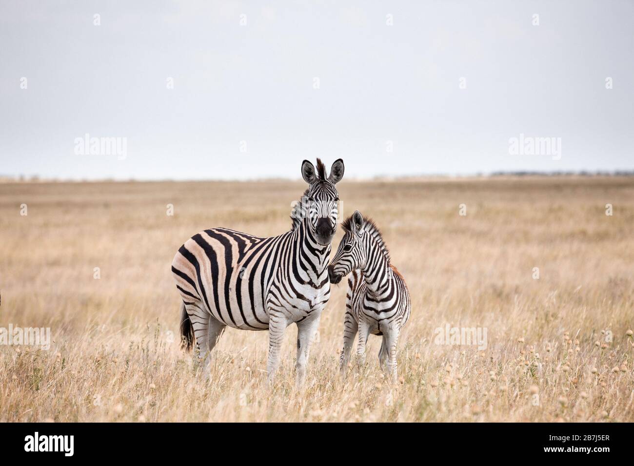 Zebra migration in botswana hi-res stock photography and images - Alamy