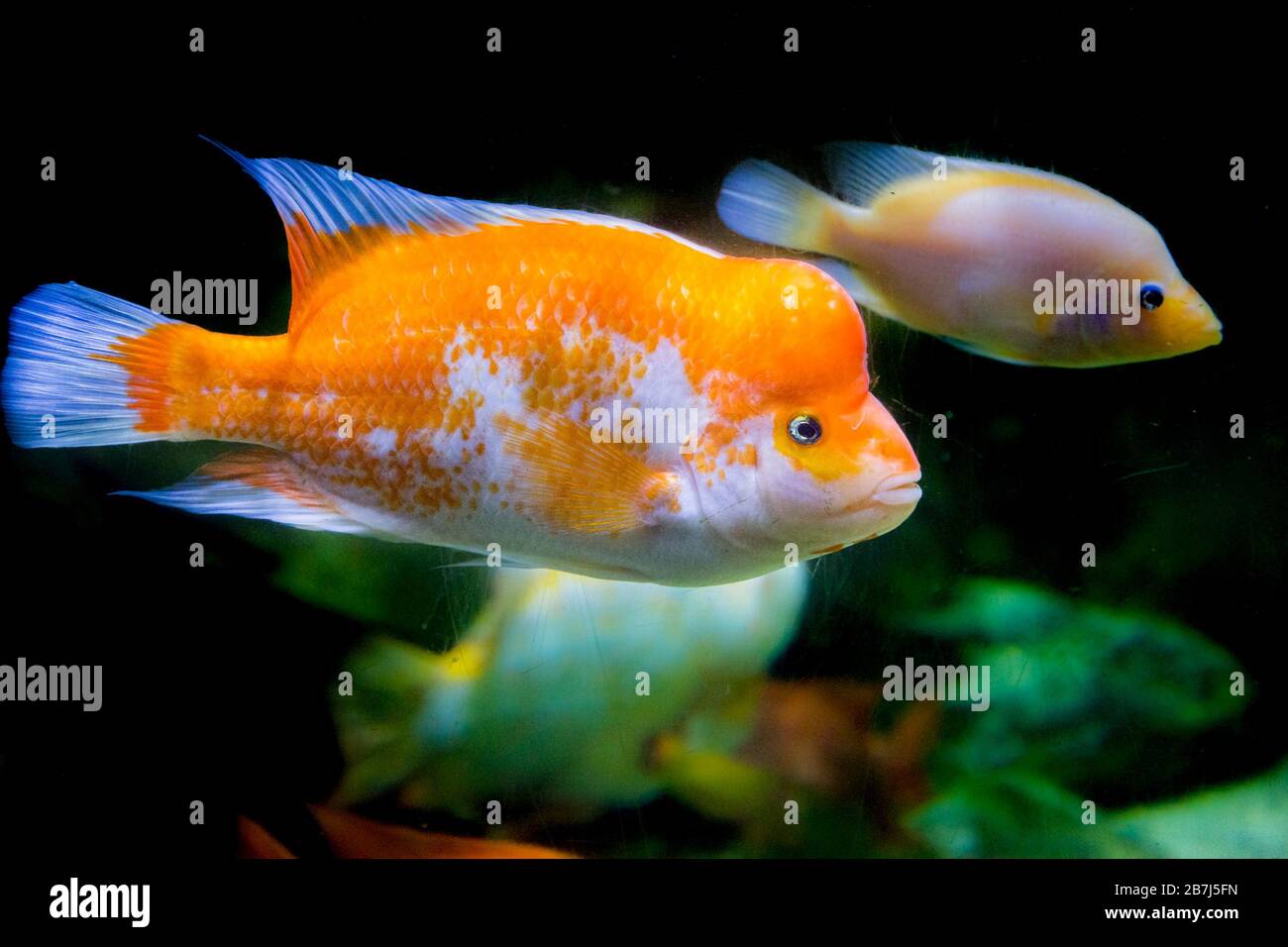 Midas cichlid in aquarium, Amphilophus citrinellus from America Stock ...