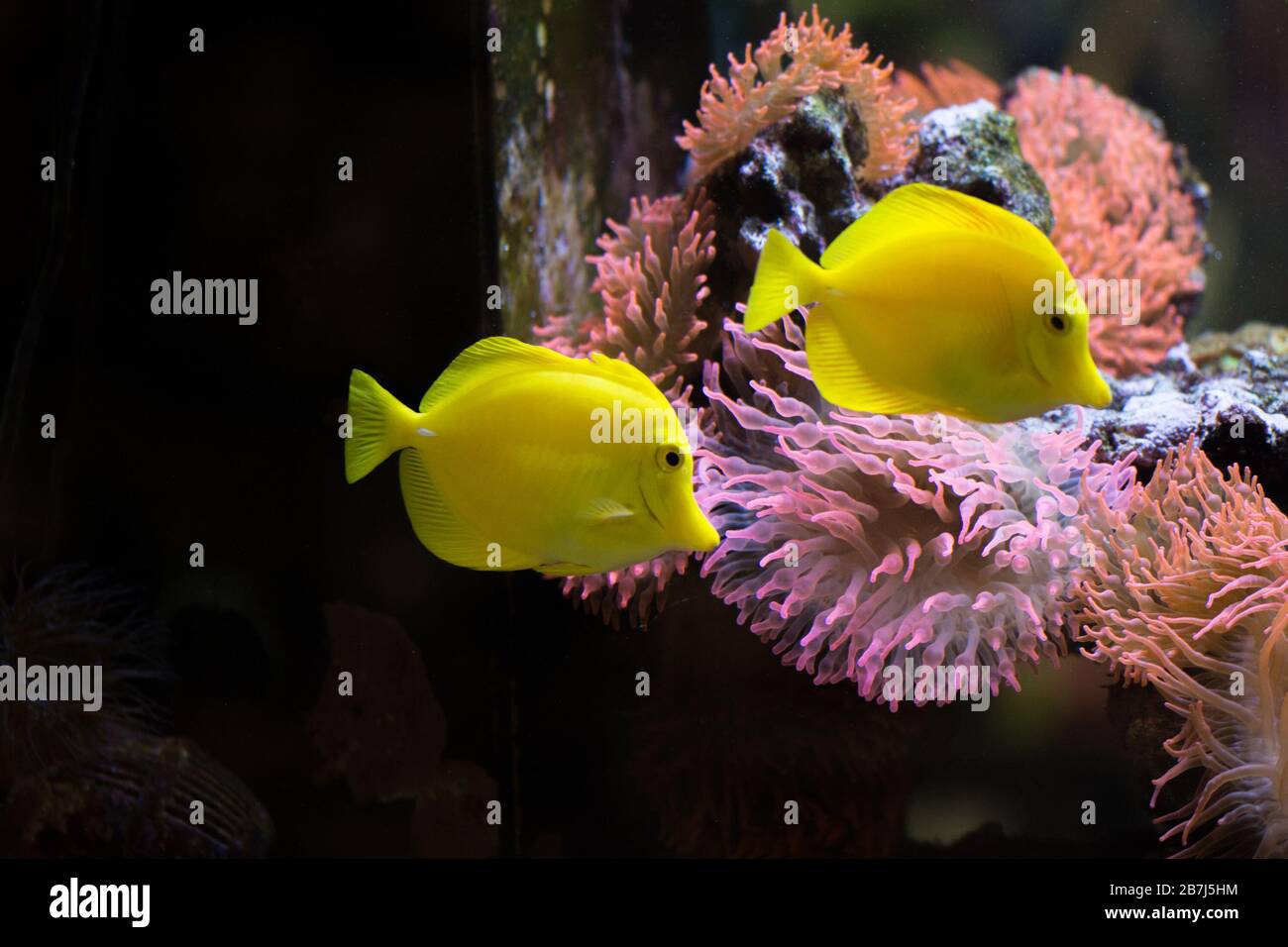 The yellow tang (Zebrasoma flavescens), salt water yellow aquarium fish ...