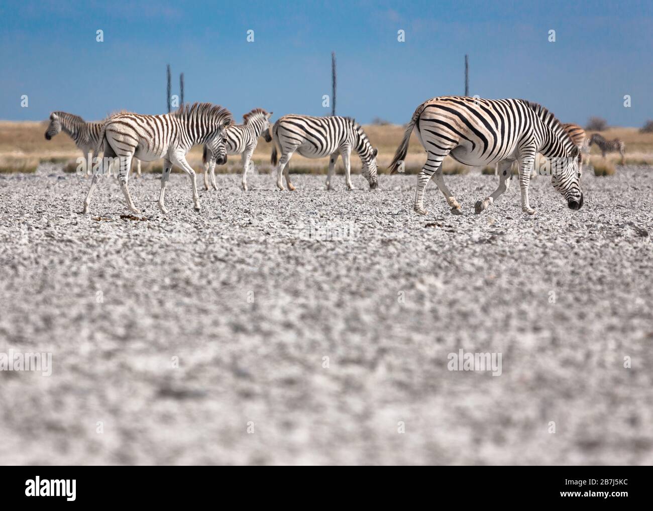 Zebra migration in botswana hi-res stock photography and images - Alamy