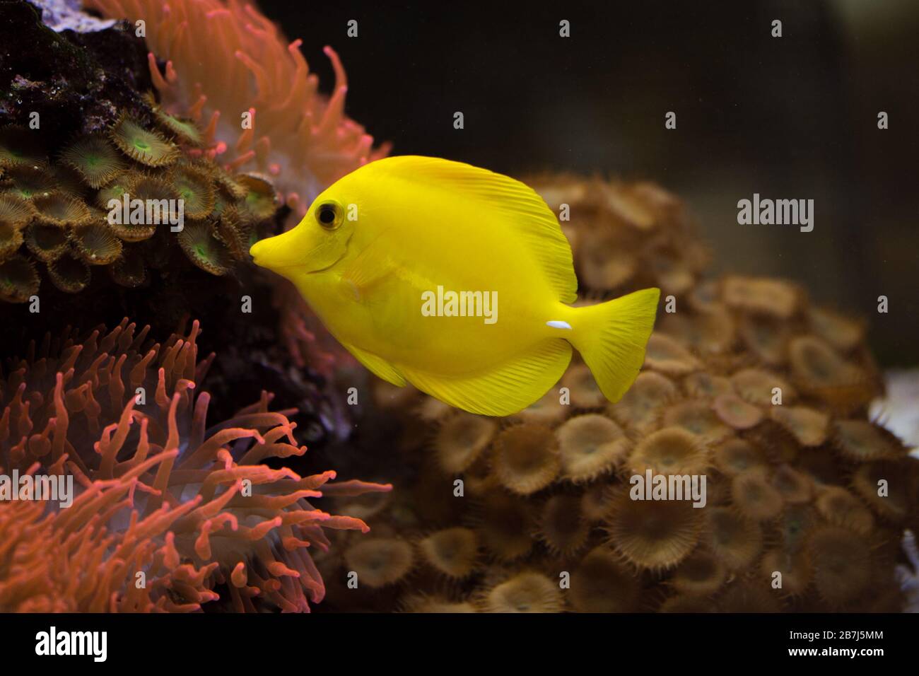 The yellow tang (Zebrasoma flavescens), salt water yellow aquarium fish ...