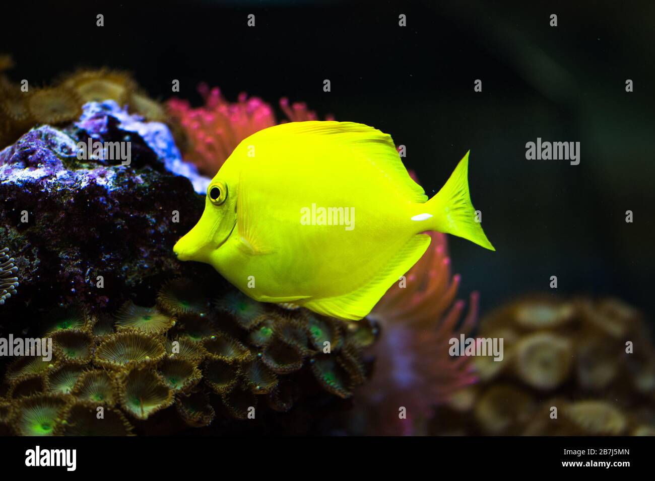 The yellow tang (Zebrasoma flavescens), salt water yellow aquarium fish ...